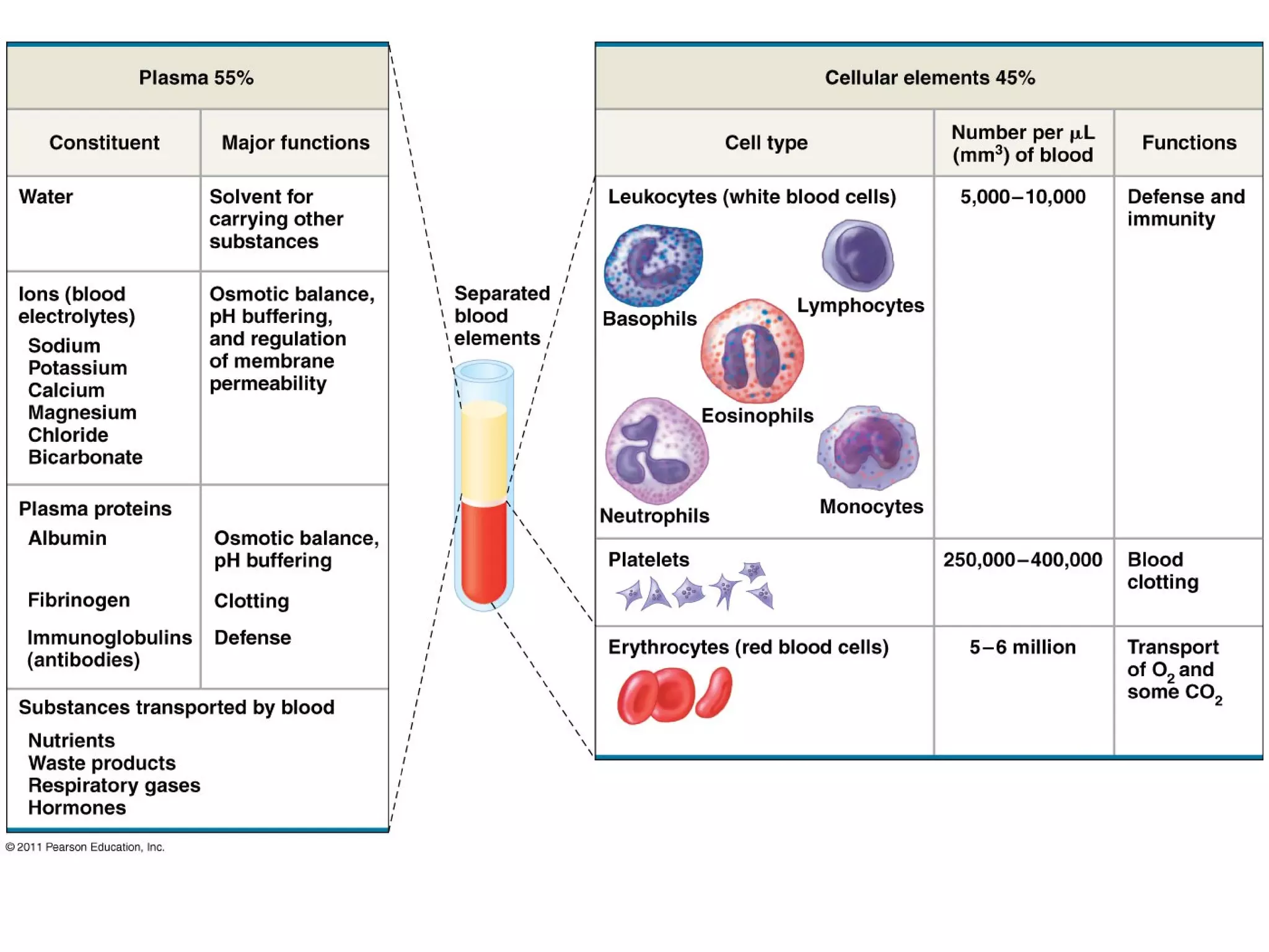 Anatomy & Physiology Lecture Notes - Blood | PPT
