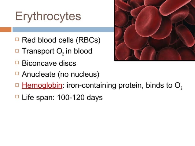 Anatomy & Physiology Lecture Notes - Blood