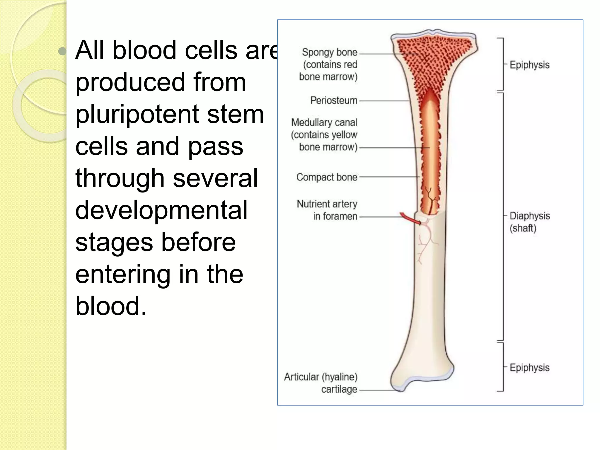 Blood and hematopoietic system | PPTX