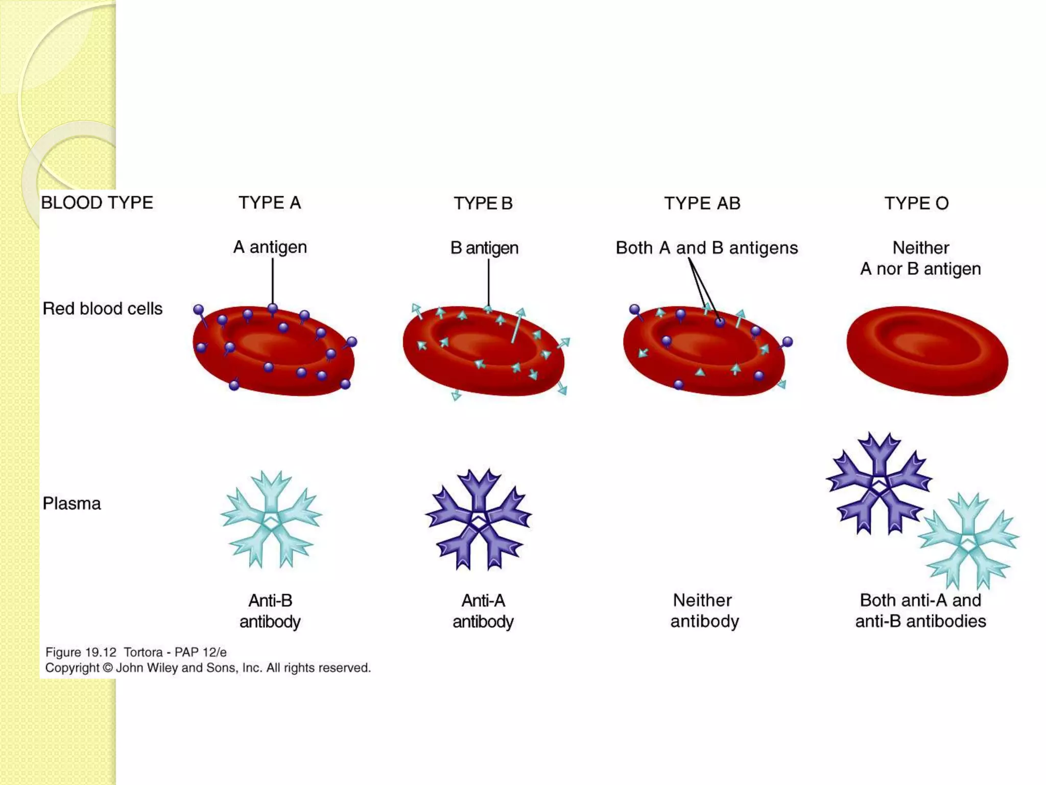 Blood and hematopoietic system | PPTX