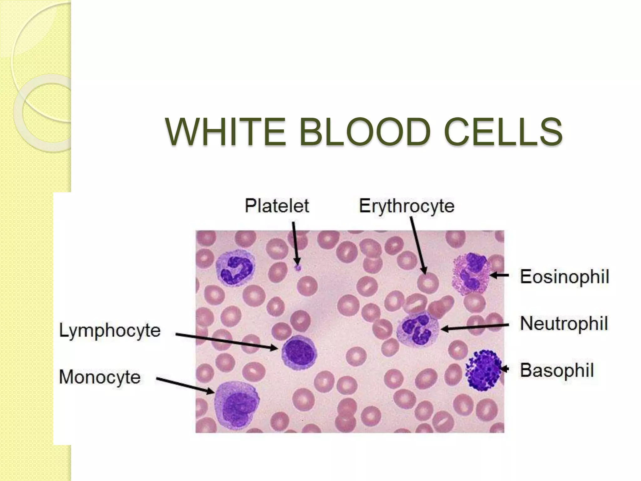 Blood and hematopoietic system | PPTX | Blood Disorders | Diseases and ...