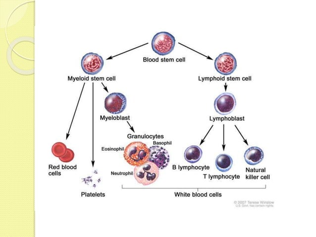 Blood and hematopoietic system | PPTX | Blood Disorders | Diseases and Conditions