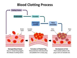 Blood anatomy and physiology | PPTX