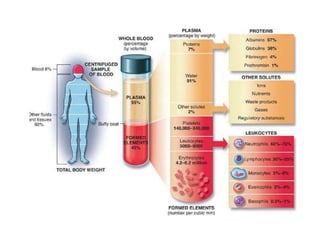 Blood anatomy and physiology | PPTX