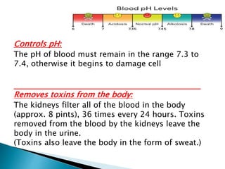 Blood | PPTX | Blood Disorders | Diseases and Conditions