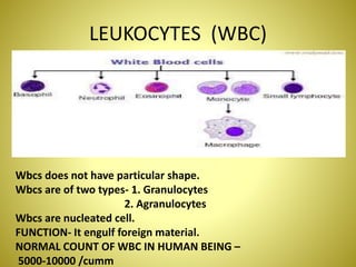 Blood (circulatory system) | PPT