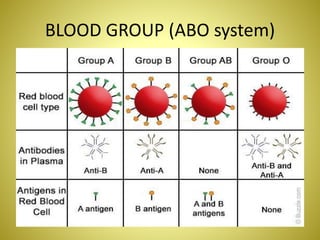 Blood (circulatory system) | PPT
