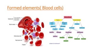 Blood | PPTX