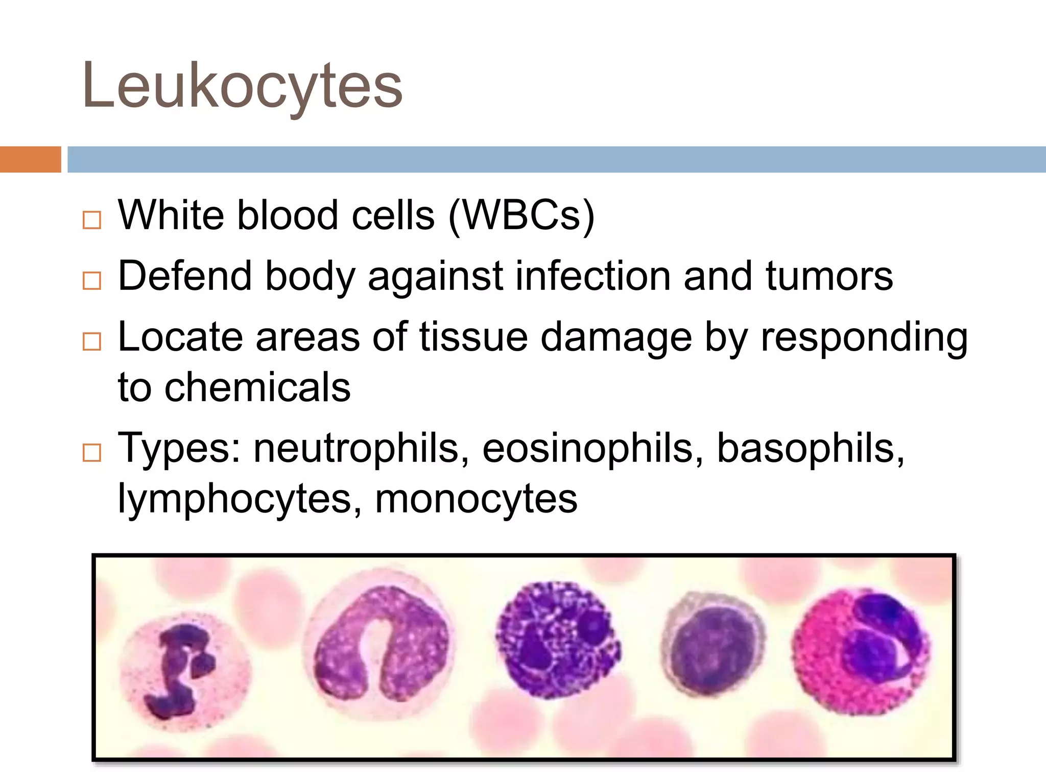 Blood.ppt