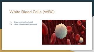 BLOOD.pdf
