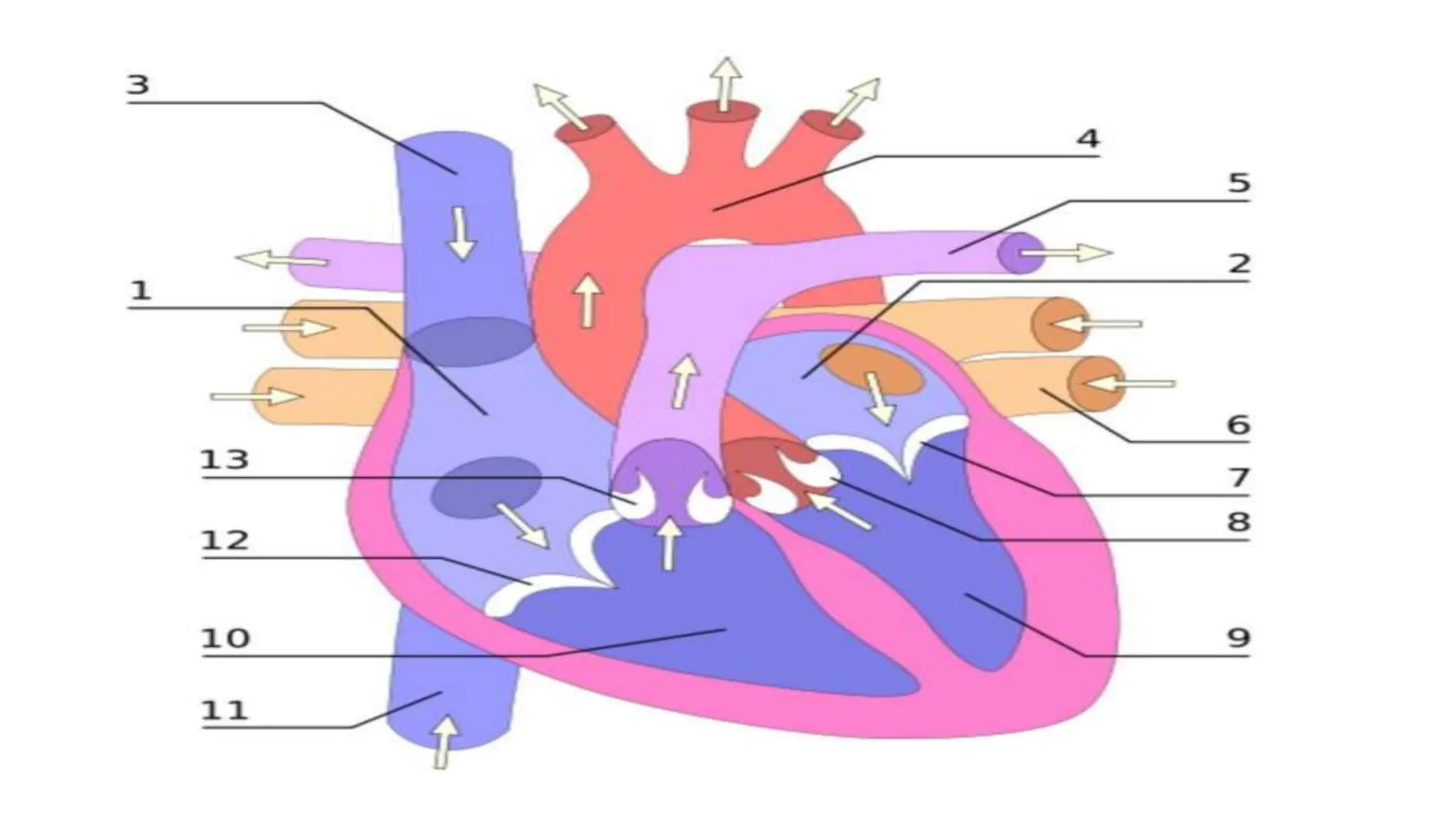 Types and Kinds of Human Blood and Heart | PPT