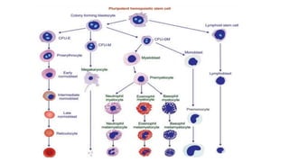 Blood and its applied aspect related to oral health | PPTX