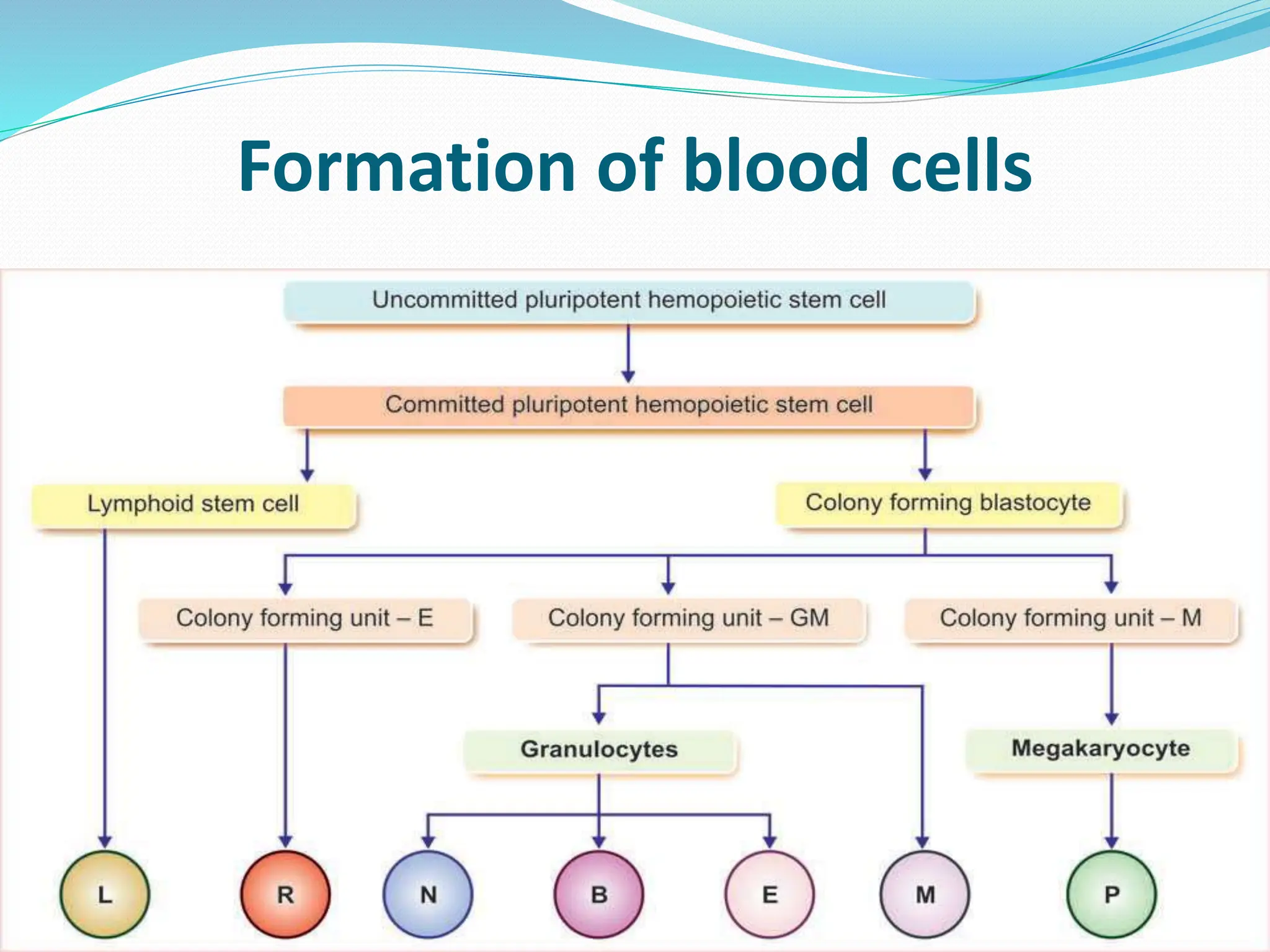BLOOD AND HEMATOLOGY ANATOMY AND PHYSIOLOGY | PPT