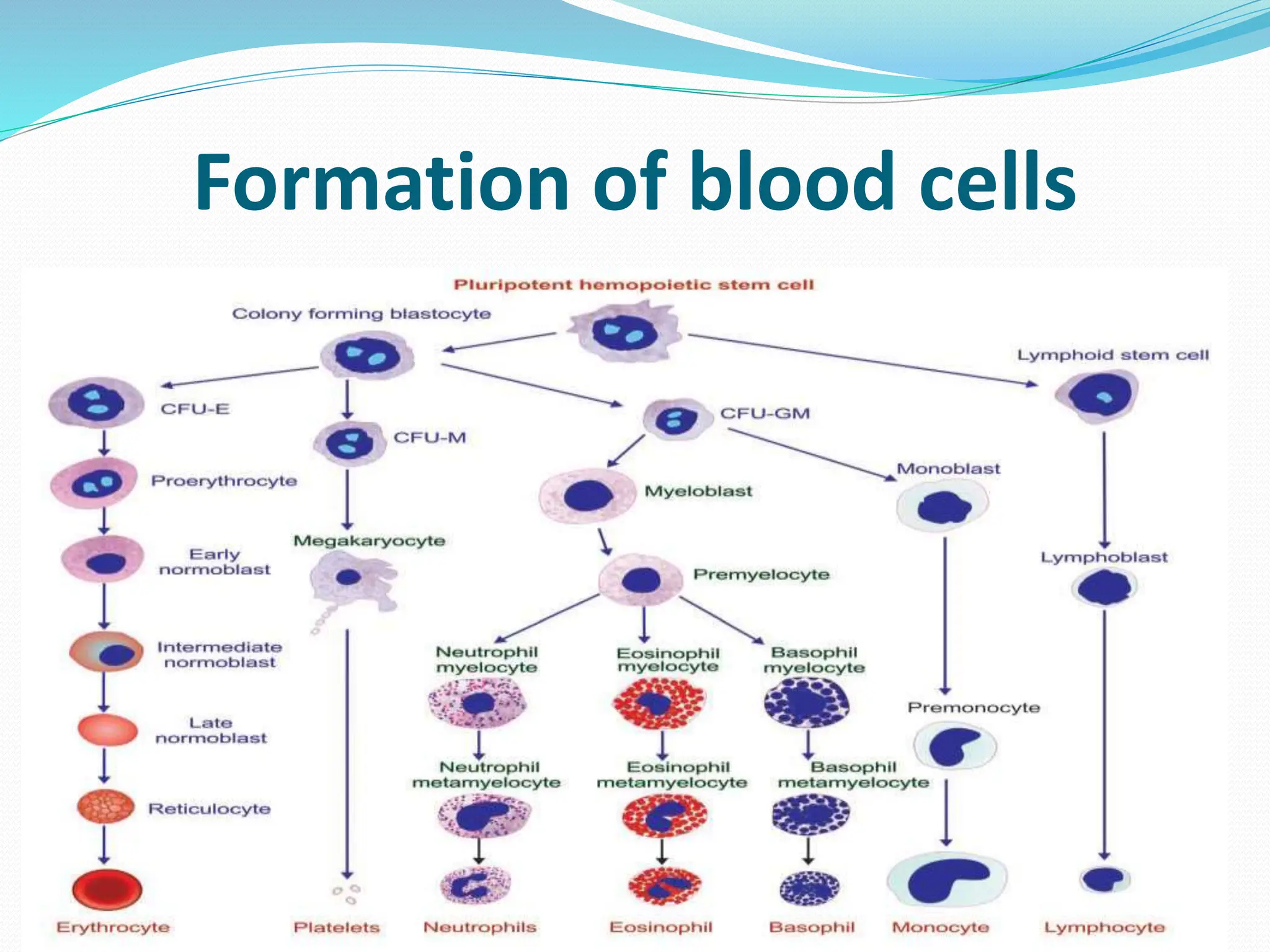 BLOOD AND HEMATOLOGY ANATOMY AND PHYSIOLOGY | PPT