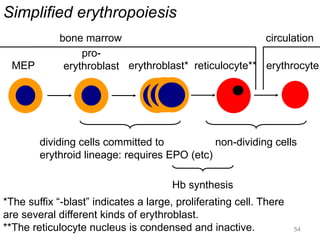 blood, formation, composition and types of cells | PPTX
