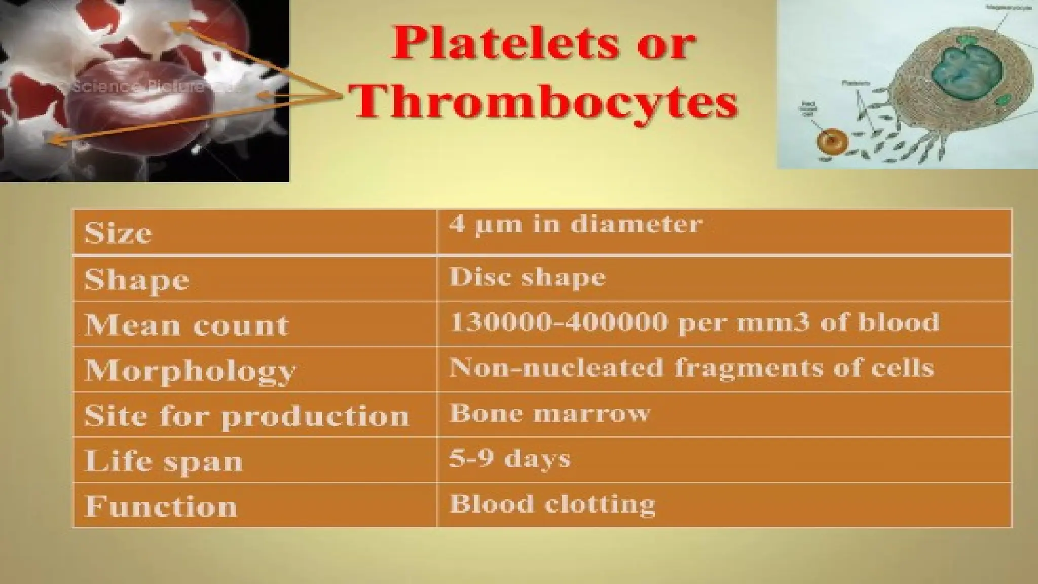 COMPOSITION OF BLOOD, TYPES, FUNCTIONS AND SYNTHESIS | PPT