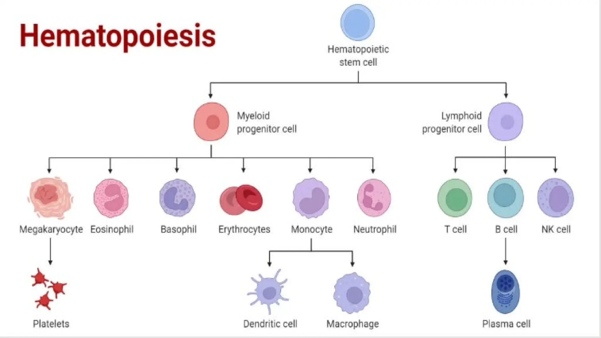 COMPOSITION OF BLOOD, TYPES, FUNCTIONS AND SYNTHESIS | PPT