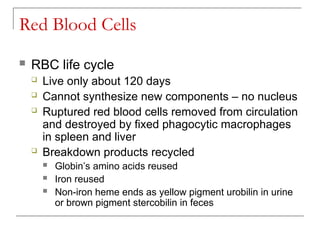 Blood ppt thoroughly discussed about blood and it's relation | PPT