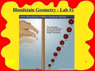 Blood Cells, Types, and Uses in Forensics | PPTX