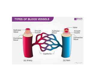 Blood: The Lifeline of the Body Introduction | PPTX