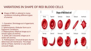 PHYSIOLOGY OF BLOODCOMPONENTS OF BLOOD] PLASMA PROTEIN | PPTX