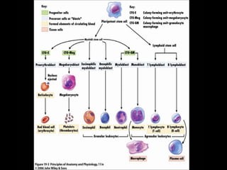 BLOOD components,life cycle of RBC..pptx