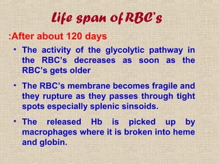 Blood #2, RBCs - Physiology | PPT