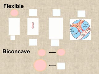 Blood #2, RBCs - Physiology | PPT
