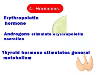 Blood #3, Erythropoiesis - Physiology | PPT
