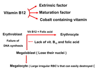 Blood #3, Erythropoiesis - Physiology | PPT