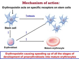 Blood #3, Erythropoiesis - Physiology | PPT