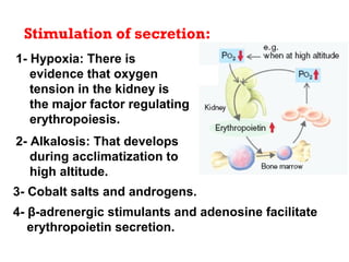 Blood #3, Erythropoiesis - Physiology | PPT