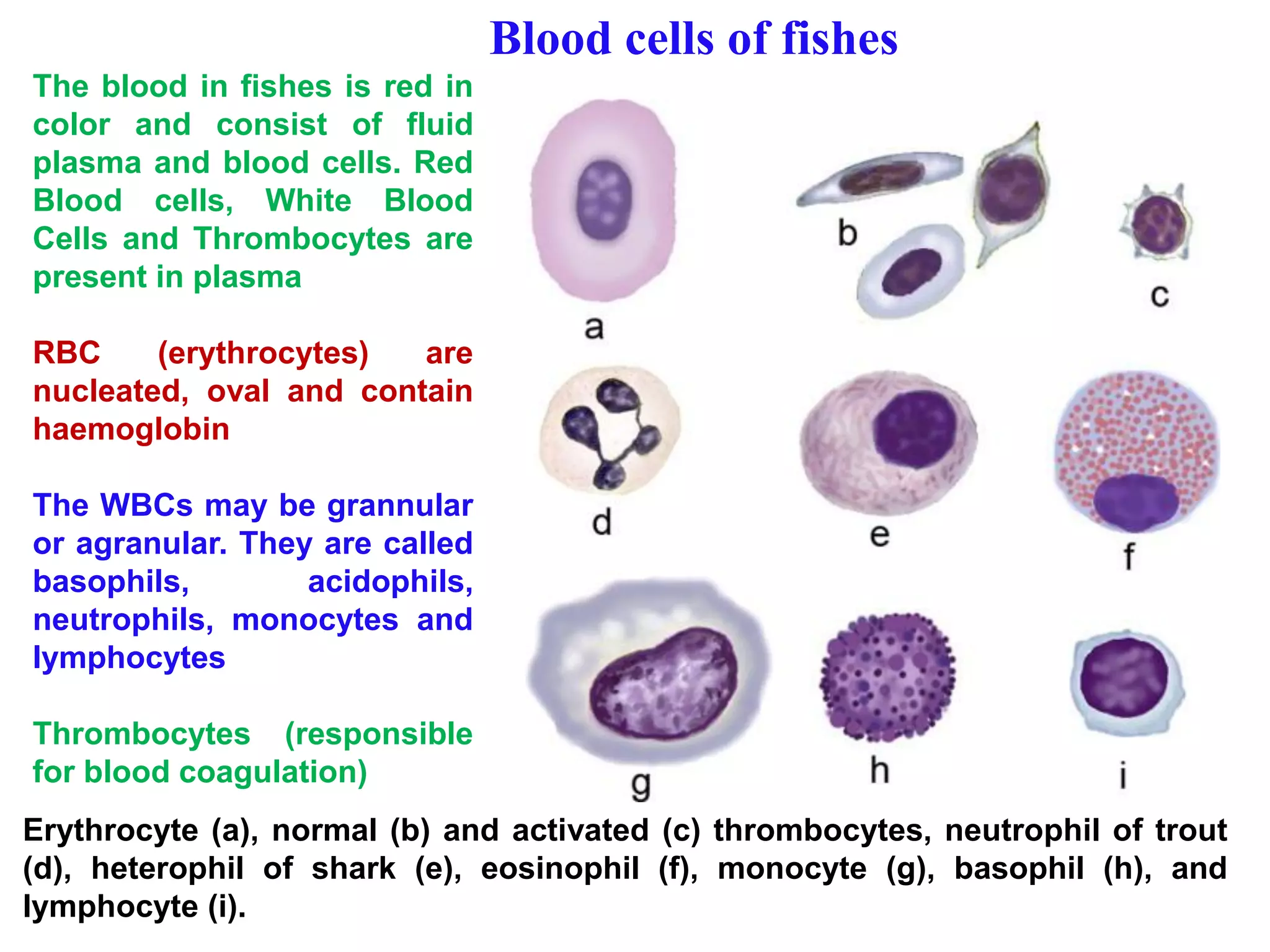 Blood-circulation.pdf