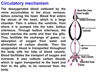 Blood-circulation.pdf