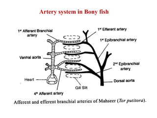 Blood-circulation.pdf