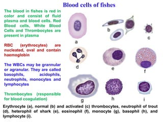 Blood-circulation.pdf