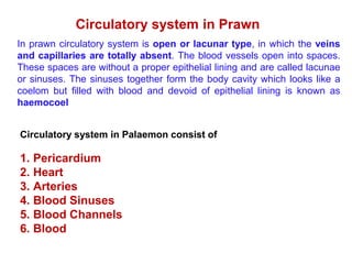 Blood-circulation.pdf