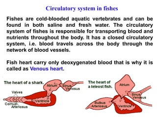 Blood-circulation.pdf