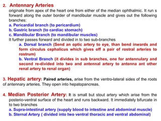 Blood-circulation.pdf