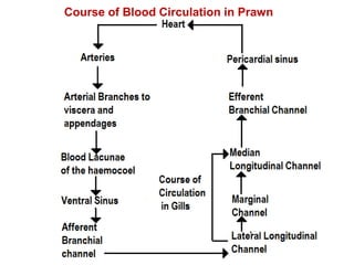 Blood-circulation.pdf