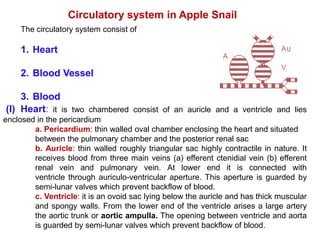 Blood-circulation.pdf
