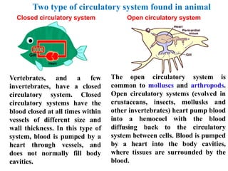 Blood-circulation.pdf