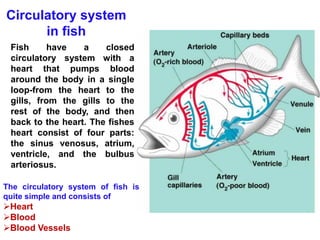 Blood-circulation.pdf