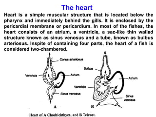 Blood-circulation.pdf