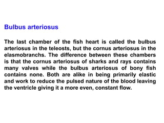 Blood-circulation.pdf