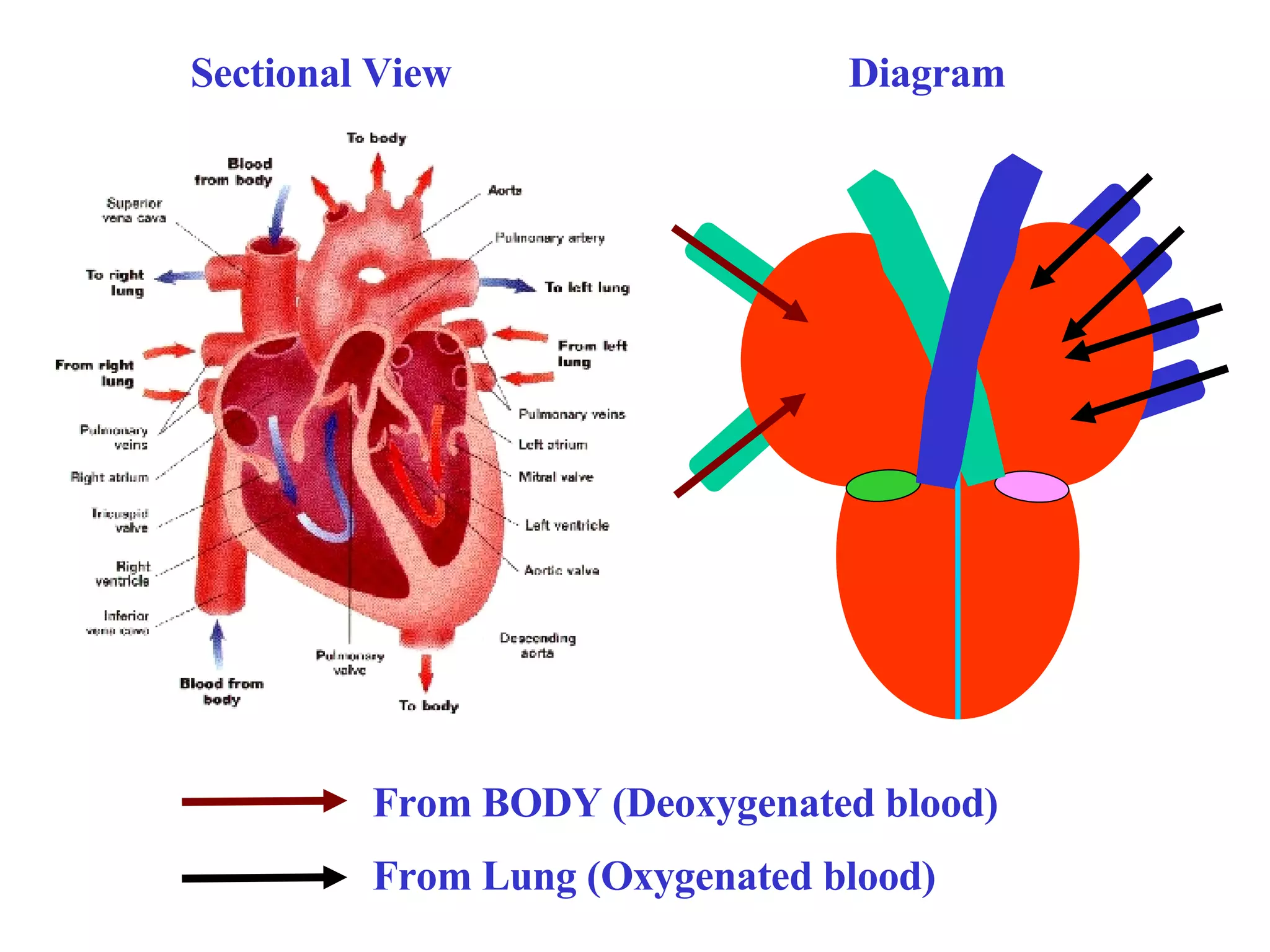 Blood Circulation In Human Heart | PPT