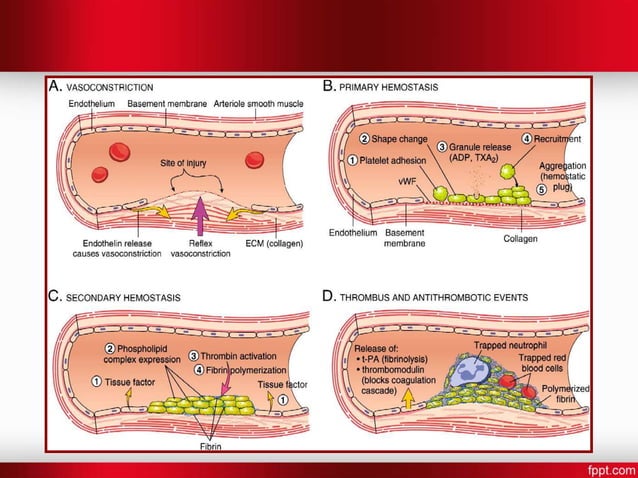 blood-coagulation-180504105426 (1).pdf... | PPT