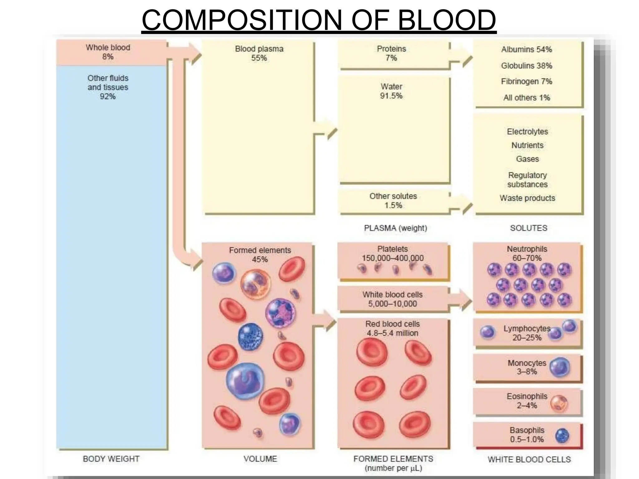 blood-composition & functions.pdfgishisjhsi | PPT