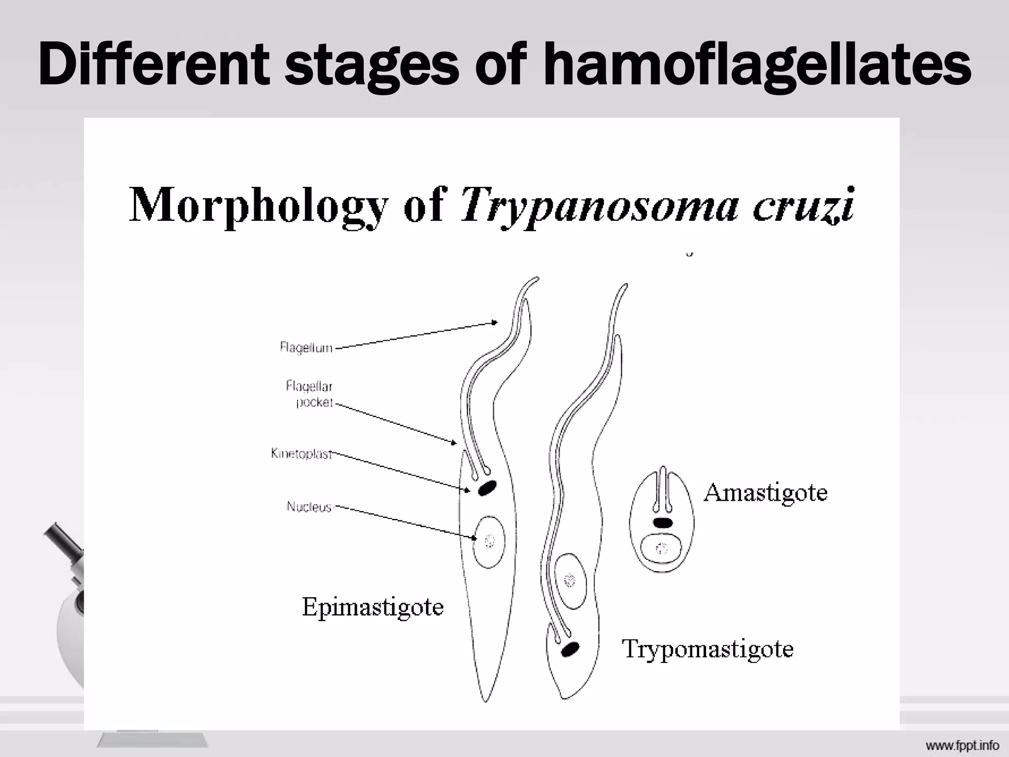Blood flagellates-haemoflagellates | PPT | Free Download