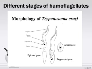 Flagellates Diagram